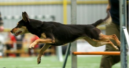 ALL ABOUT WORKING KELPIES